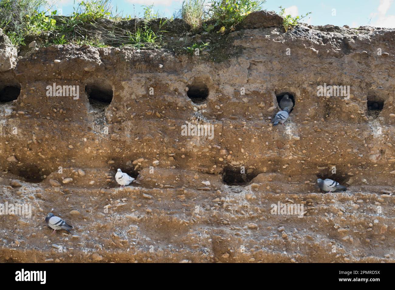 Nest burrows for pigeons in a wall, Cordoba, Andalusia, Spain Stock ...