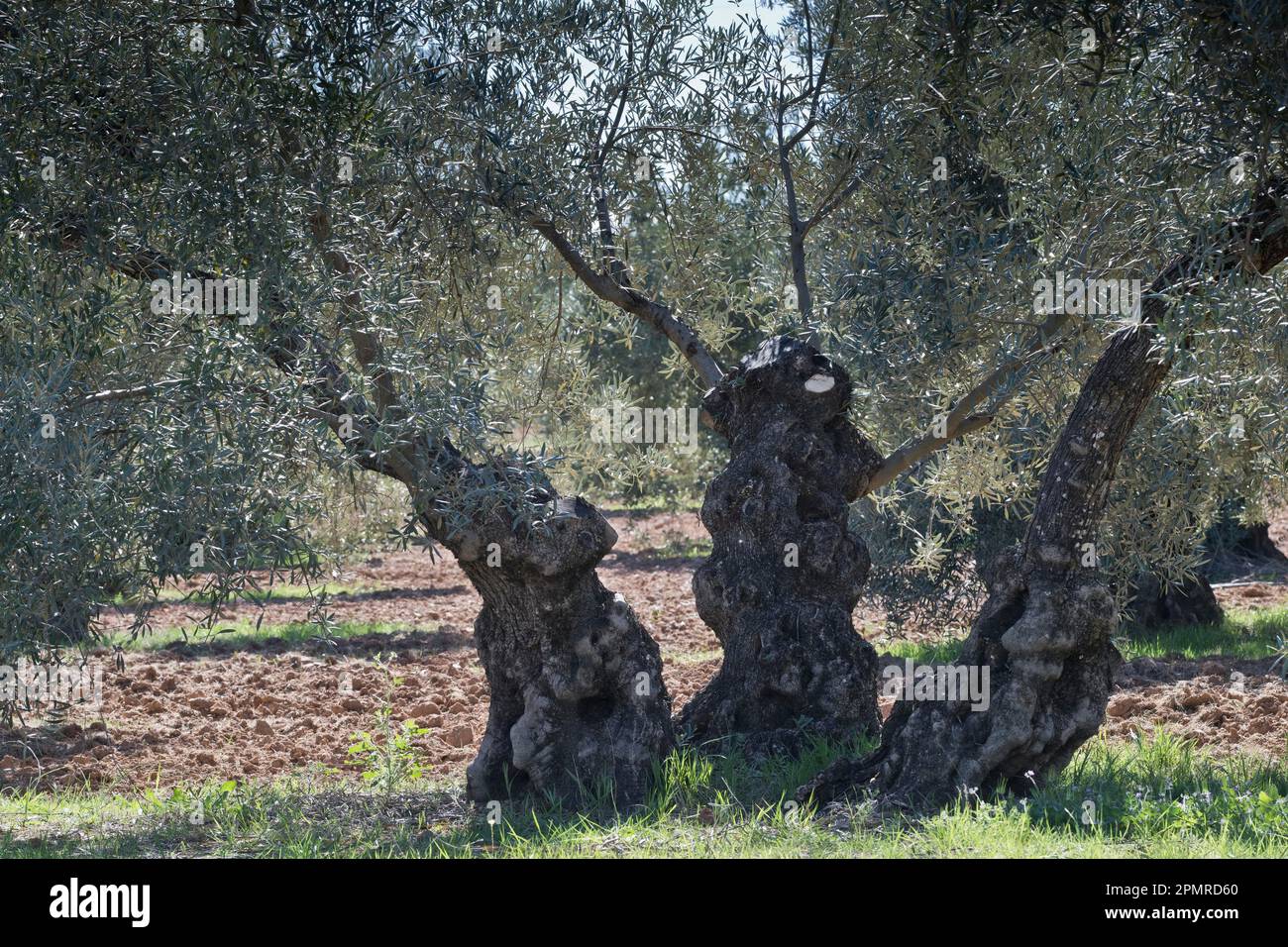 Old olive trees (Olea europaea), Andalusia, Spain Stock Photo - Alamy
