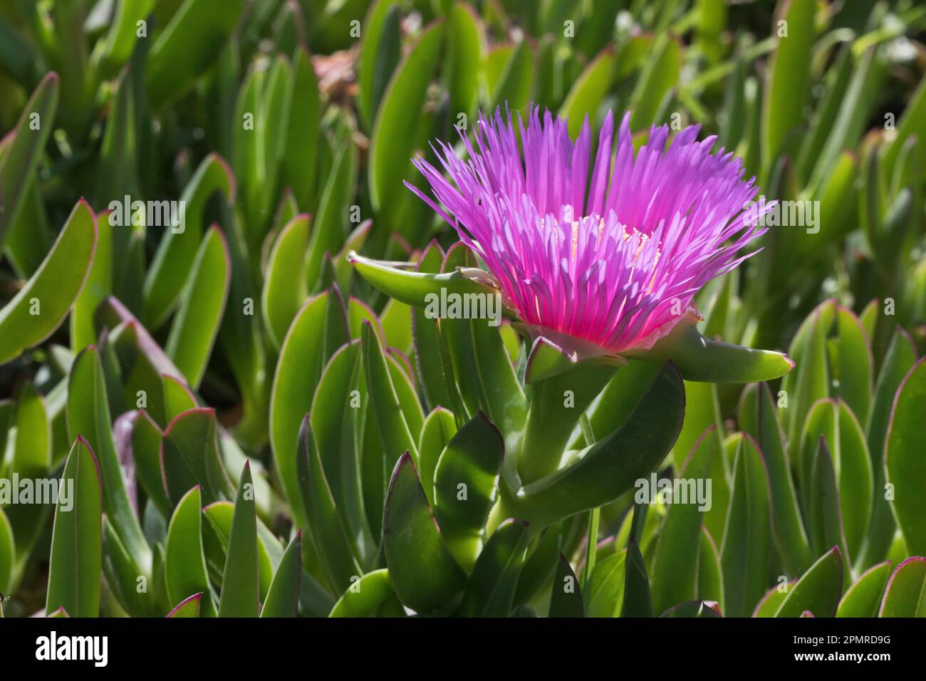 Ice plant (Delosperma cooperi), Andalusia, Spain Stock Photo - Alamy