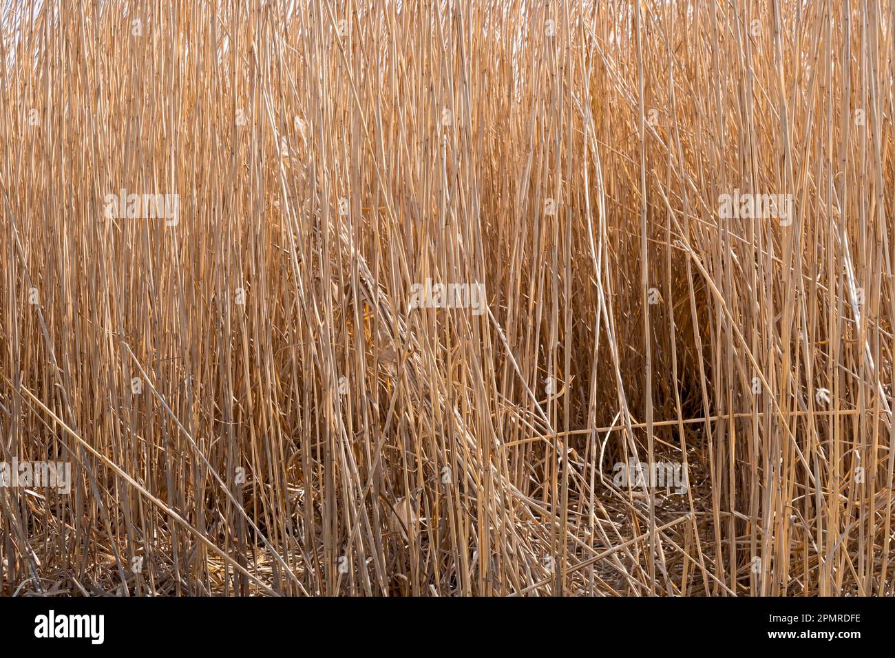 Giant Chinese reed (Miscanthus x giganteus Stock Photo - Alamy