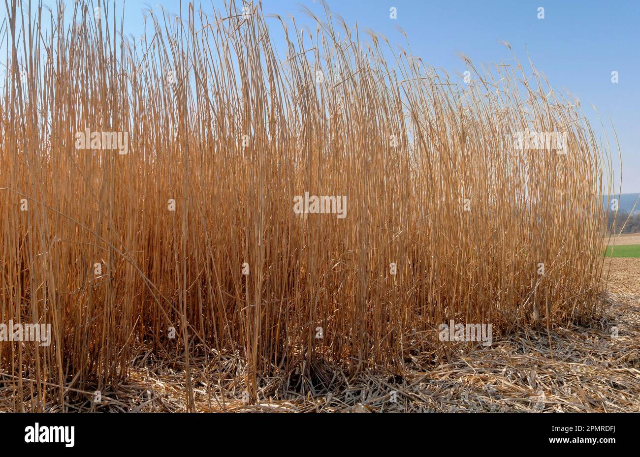 Giant Chinese reed (Miscanthus x giganteus Stock Photo - Alamy