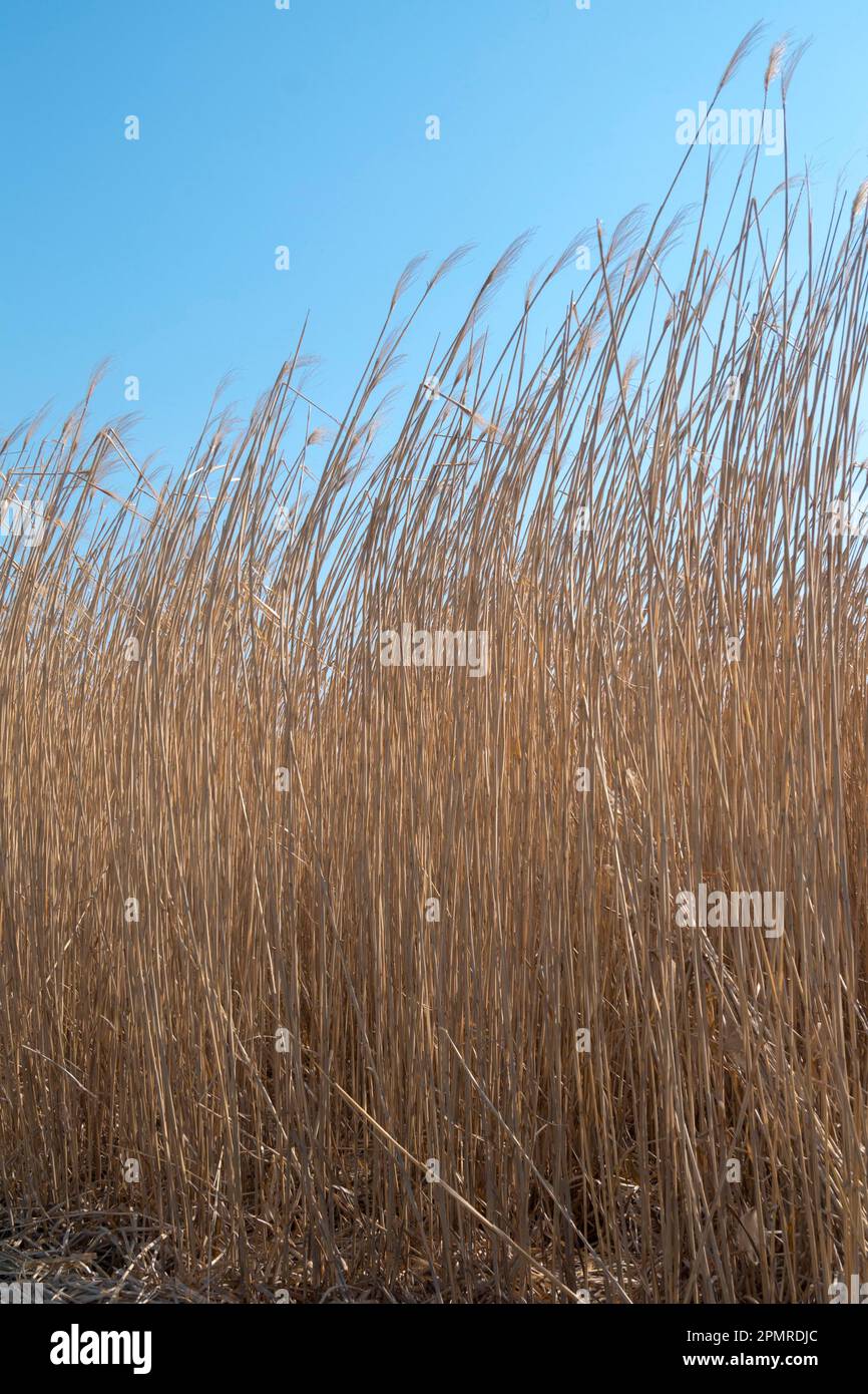 Giant Chinese reed (Miscanthus x giganteus Stock Photo - Alamy