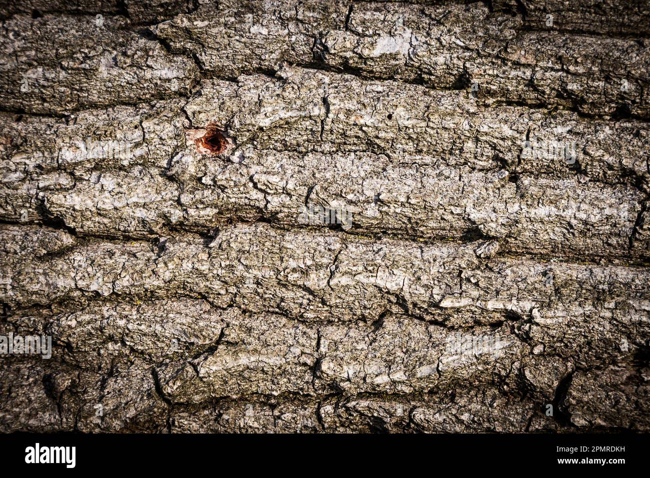 Old bark hi-res stock photography and images - Alamy