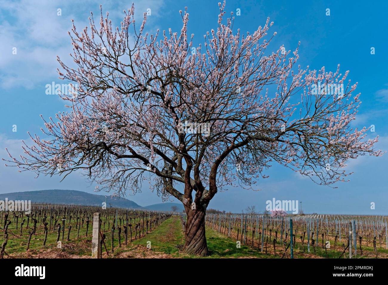 An old almond tree (Prunus dulcis) in the vineyard Stock Photo - Alamy