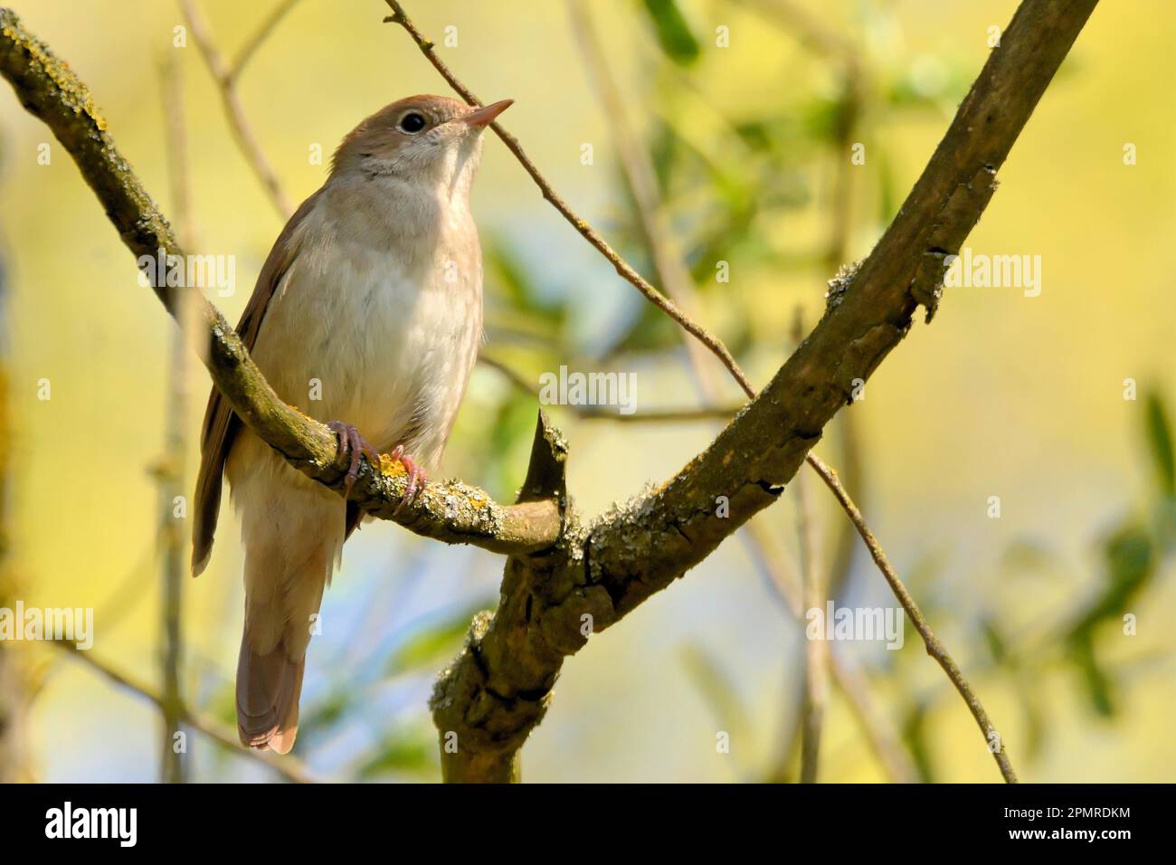 Nightingale in the tree Stock Photo - Alamy
