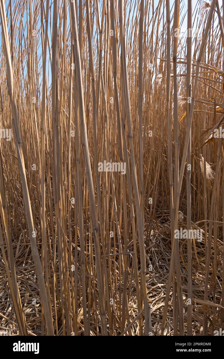 Giant Chinese reed (Miscanthus x giganteus Stock Photo - Alamy