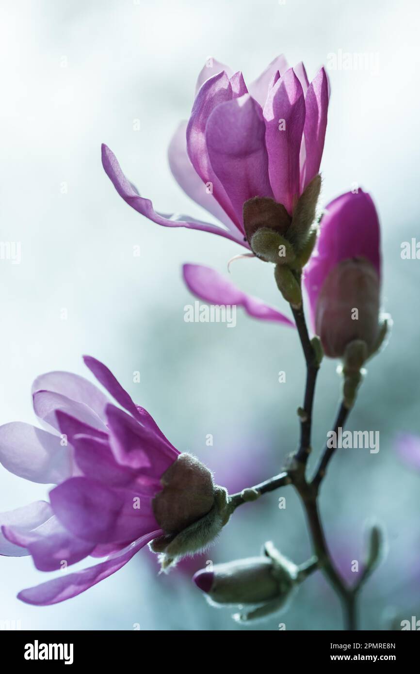 Flowering pink magnolia - spring feeling, shallow DOF Stock Photo - Alamy
