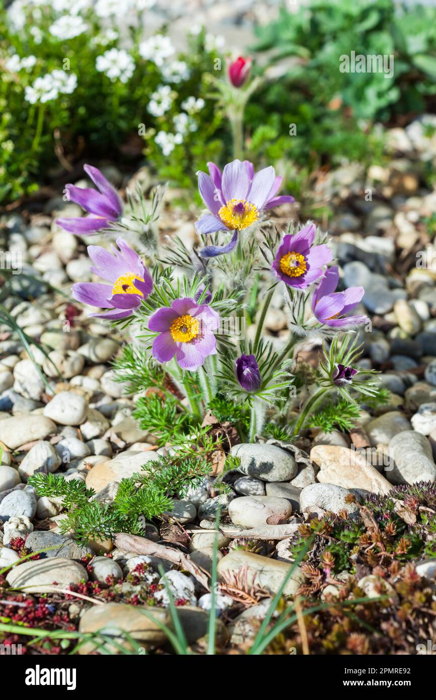 Stone garden with pasque flower Stock Photo - Alamy