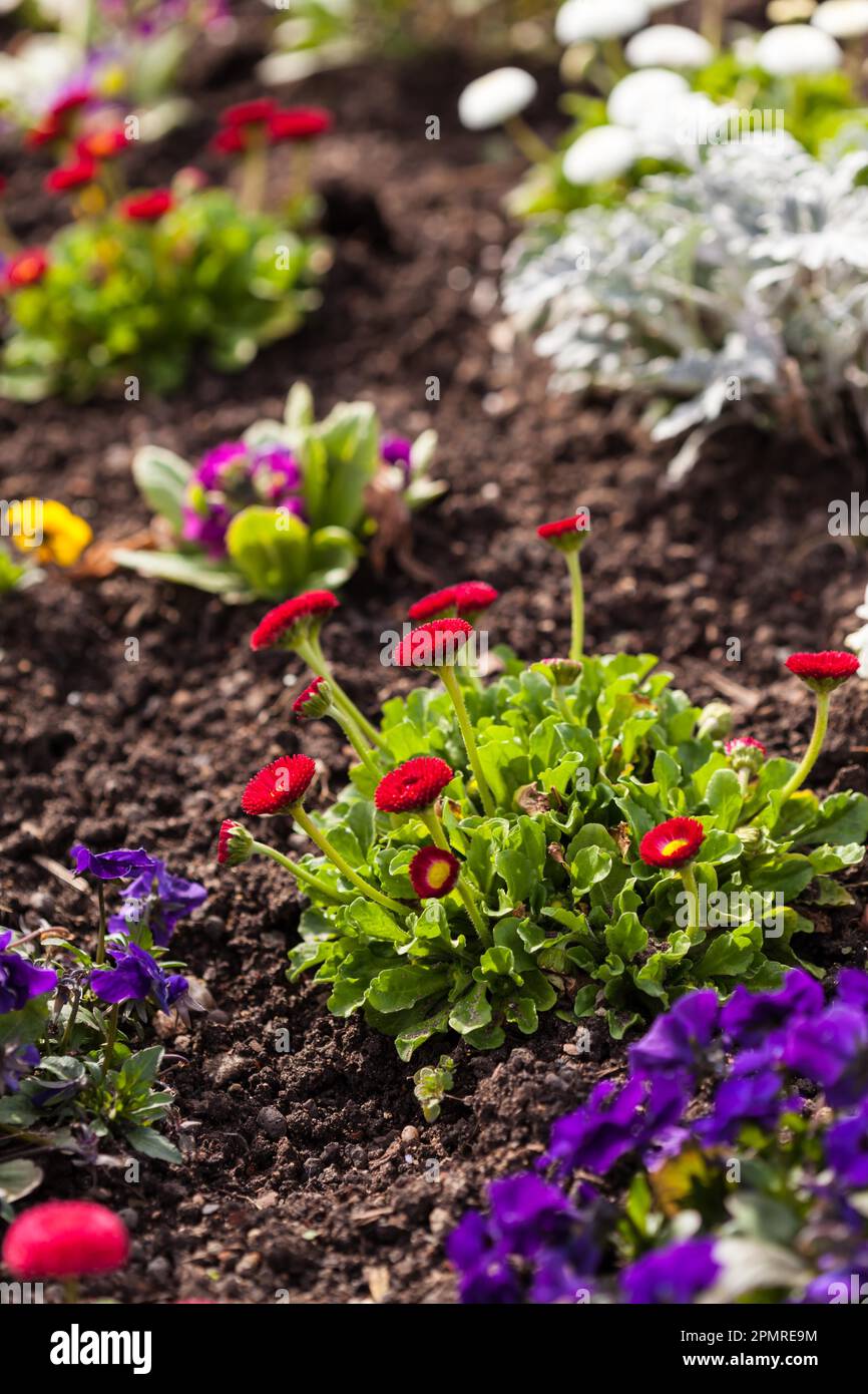 Seasonal spring bed hi-res stock photography and images - Alamy