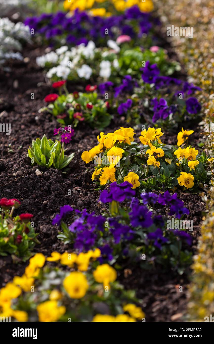 Flowe garden hi-res stock photography and images - Alamy