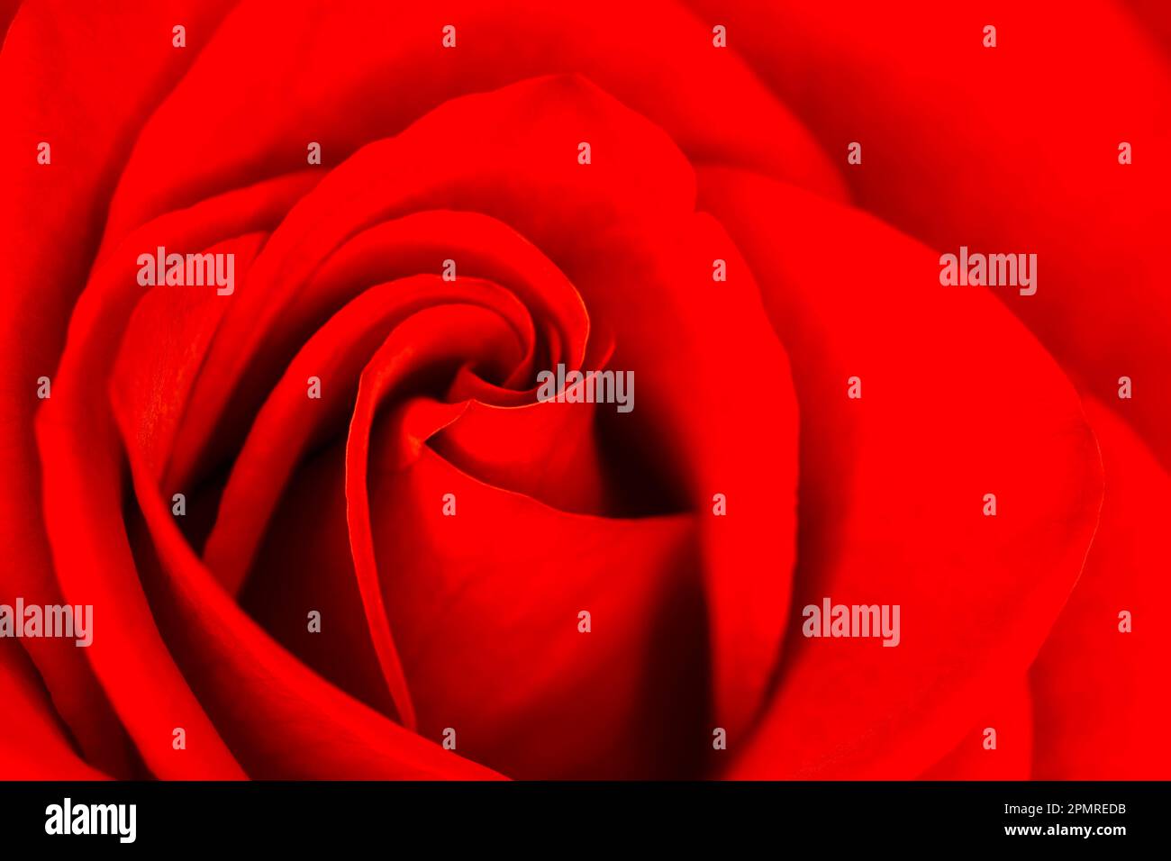Format-filling macro image from red rose Stock Photo - Alamy