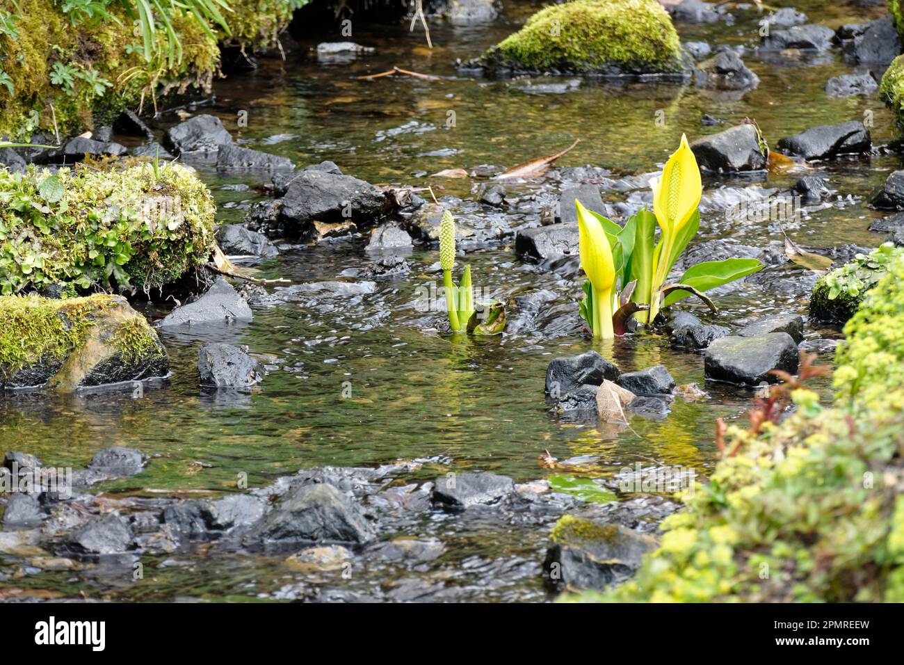 Yellow Skunk Cabbage (Lysichiton americanus Stock Photo - Alamy