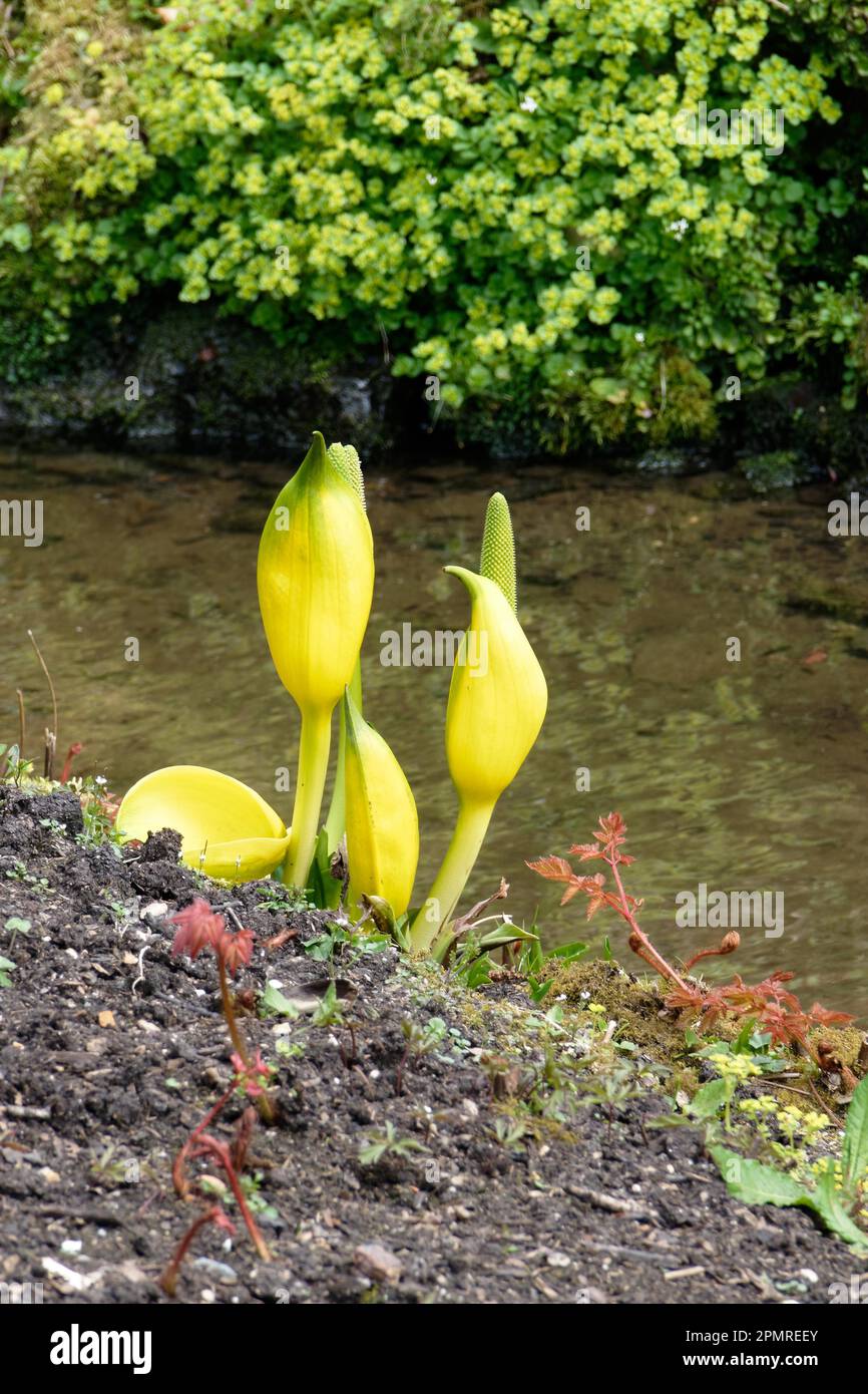 Yellow Skunk Cabbage (Lysichiton americanus Stock Photo - Alamy