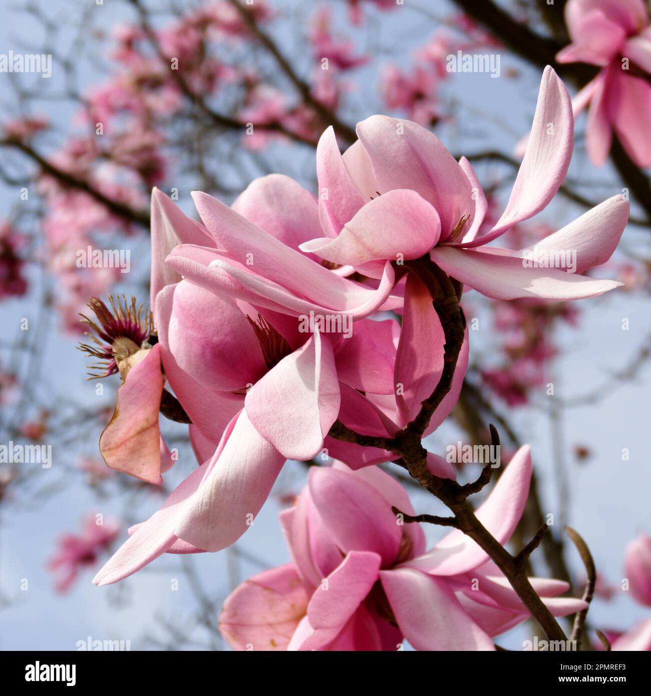 Pink Magnolia flowering Stock Photo - Alamy