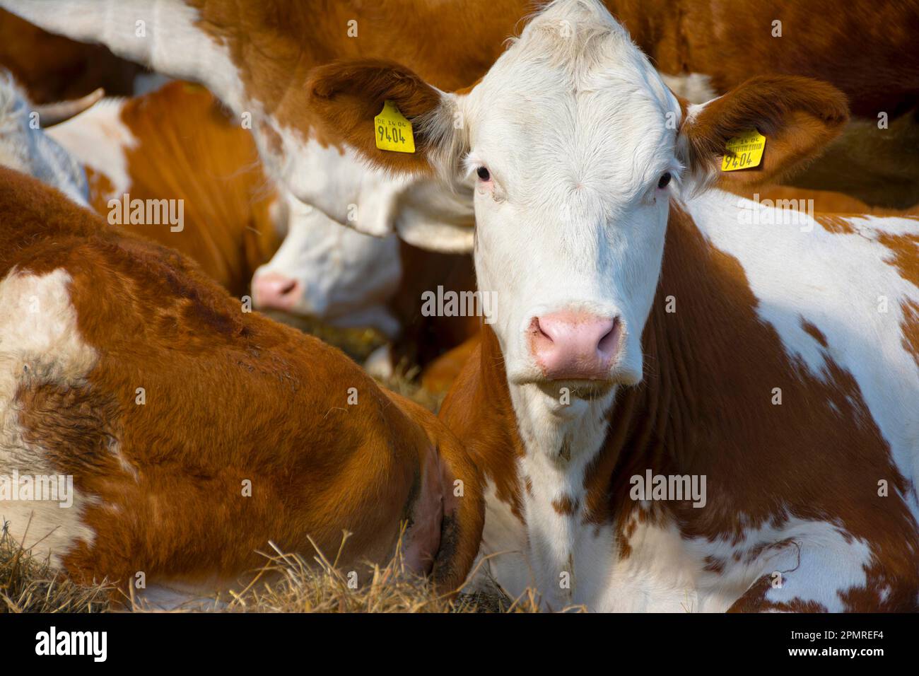 Difficult farming hi-res stock photography and images - Alamy