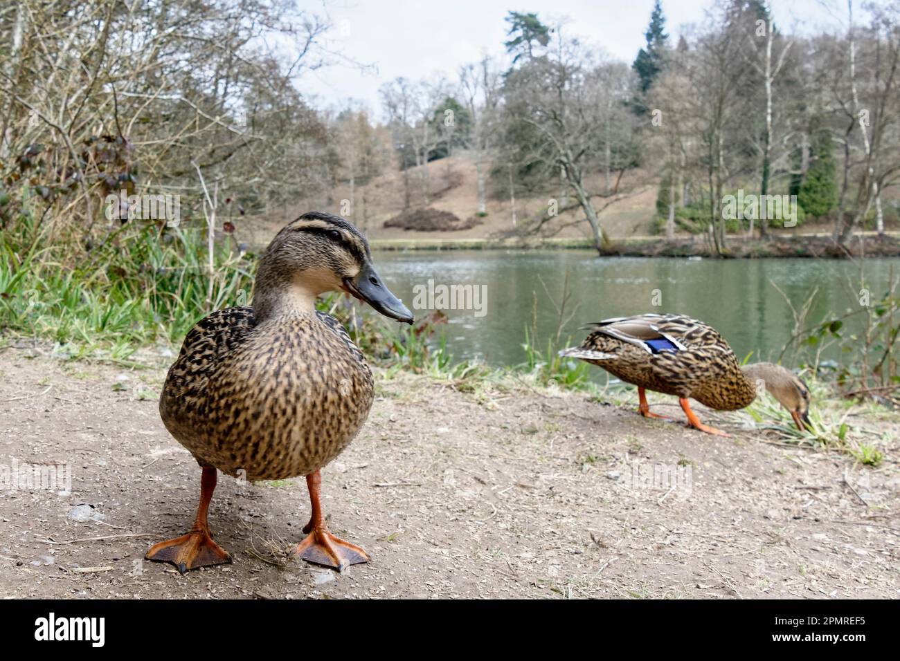 Black and white photography female body hi-res stock photography and ...