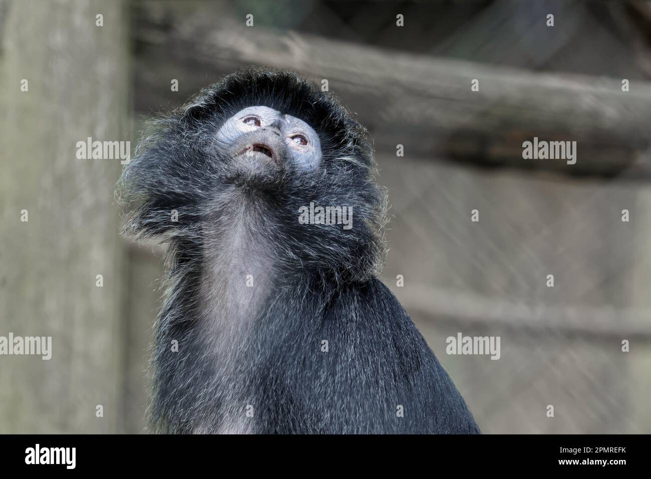Black-Capped Capuchin (Cebus apella) Monkey Stock Photo - Alamy