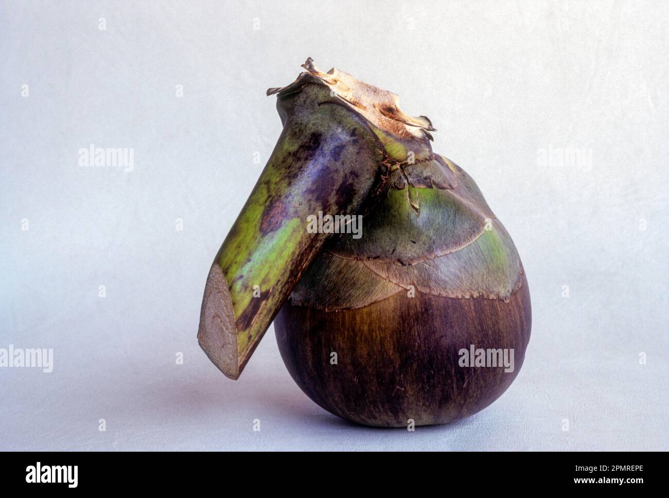 Fruit, Palmyra palm (Borassus flabellifier linn) (arecaceae) doub palm ...