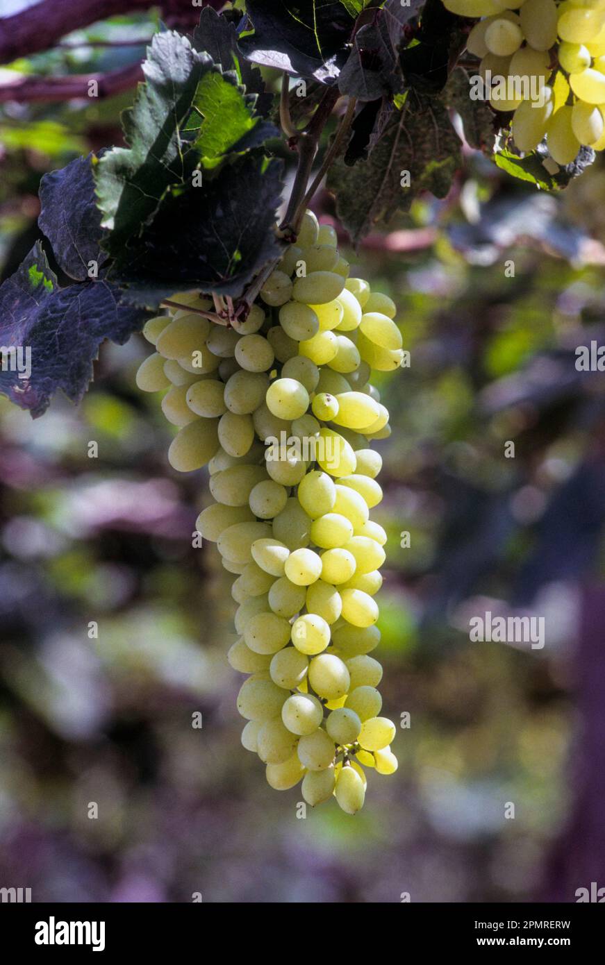 Indian grape hi-res stock photography and images - Alamy