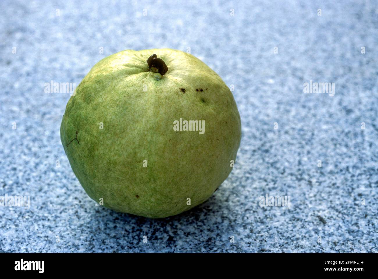 Fruit, Guava (Psidium guajava) Tamil Nadu, South India, India, Asia ...