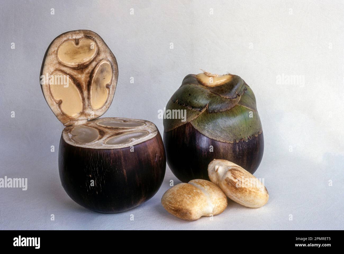 Fruit, Palmyra palm (Borassus flabellifier linn) (arecaceae) doub palm ...