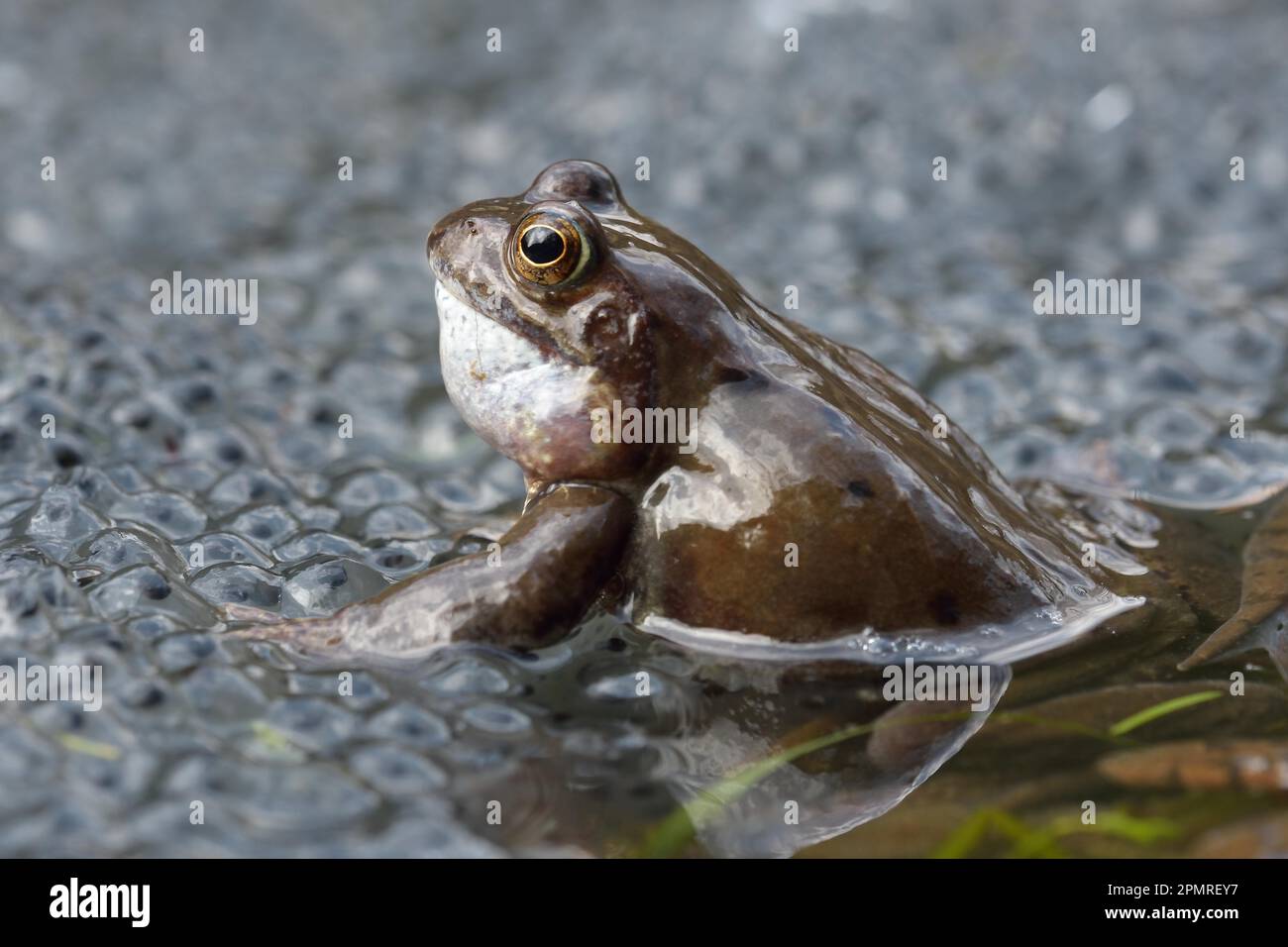 Common European Frog (Rana temporaria Stock Photo - Alamy