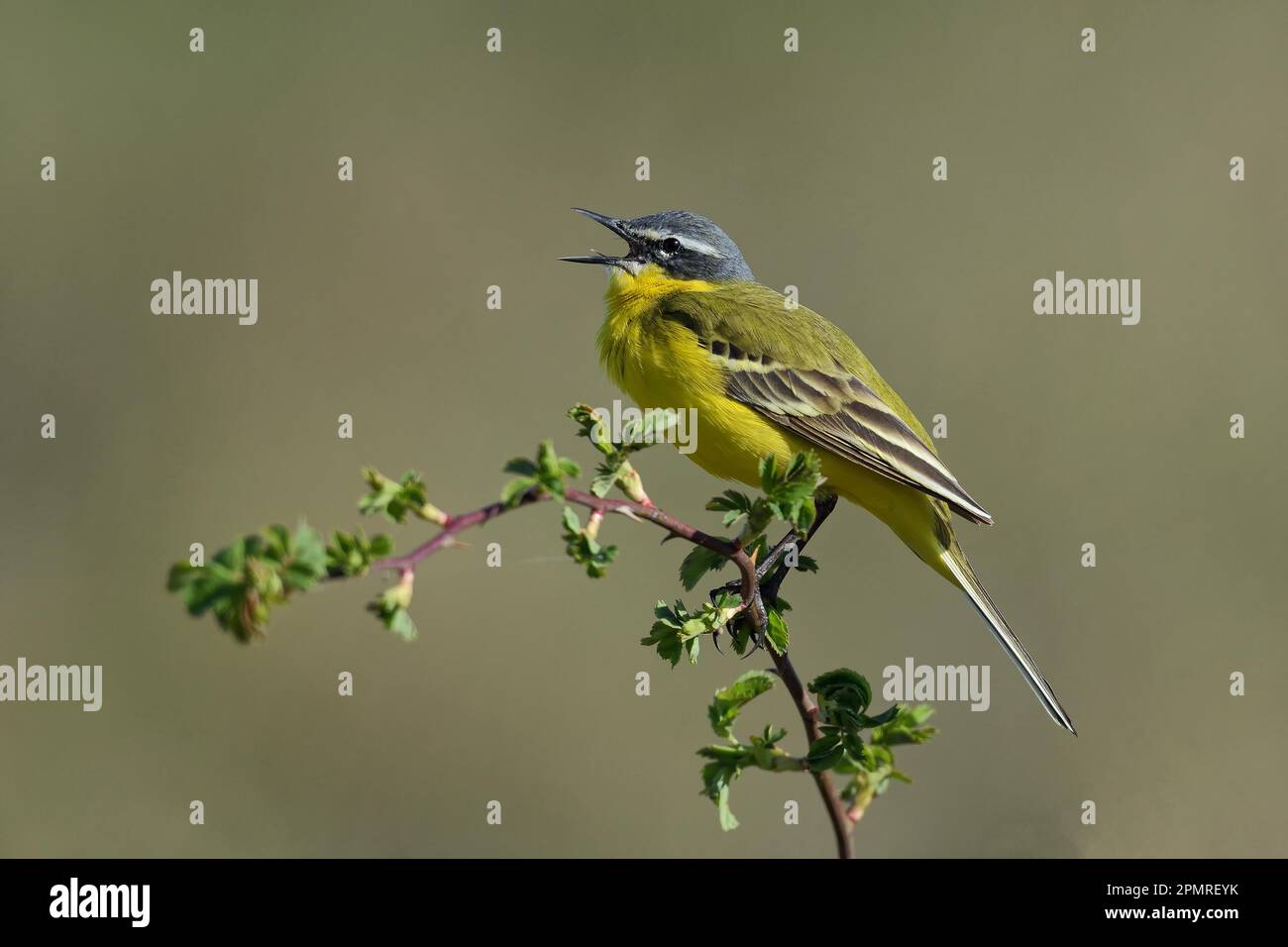 Blue-headed Yellow wagtail (Motacilla flava) Yellow wagtail Stock Photo ...