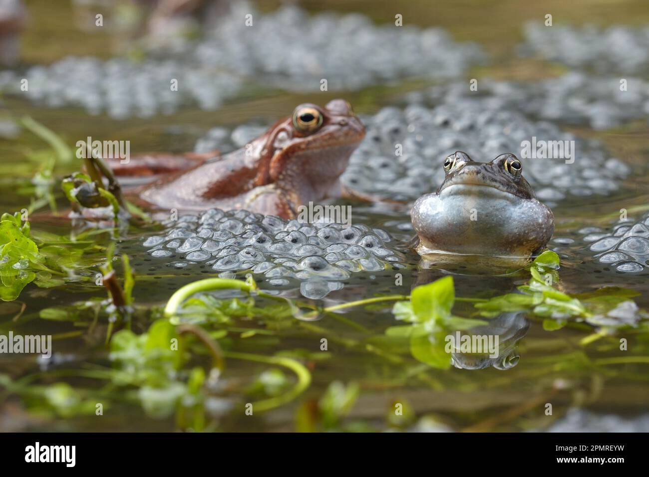 Common European Frog (Rana temporaria Stock Photo - Alamy