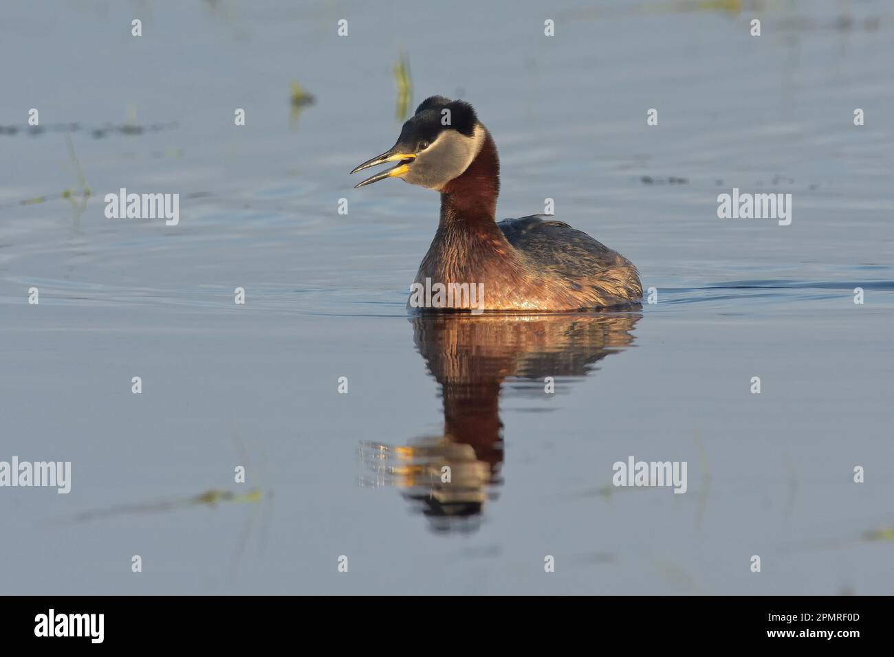 Red-necked grebe (Podiceps grisegena Stock Photo - Alamy
