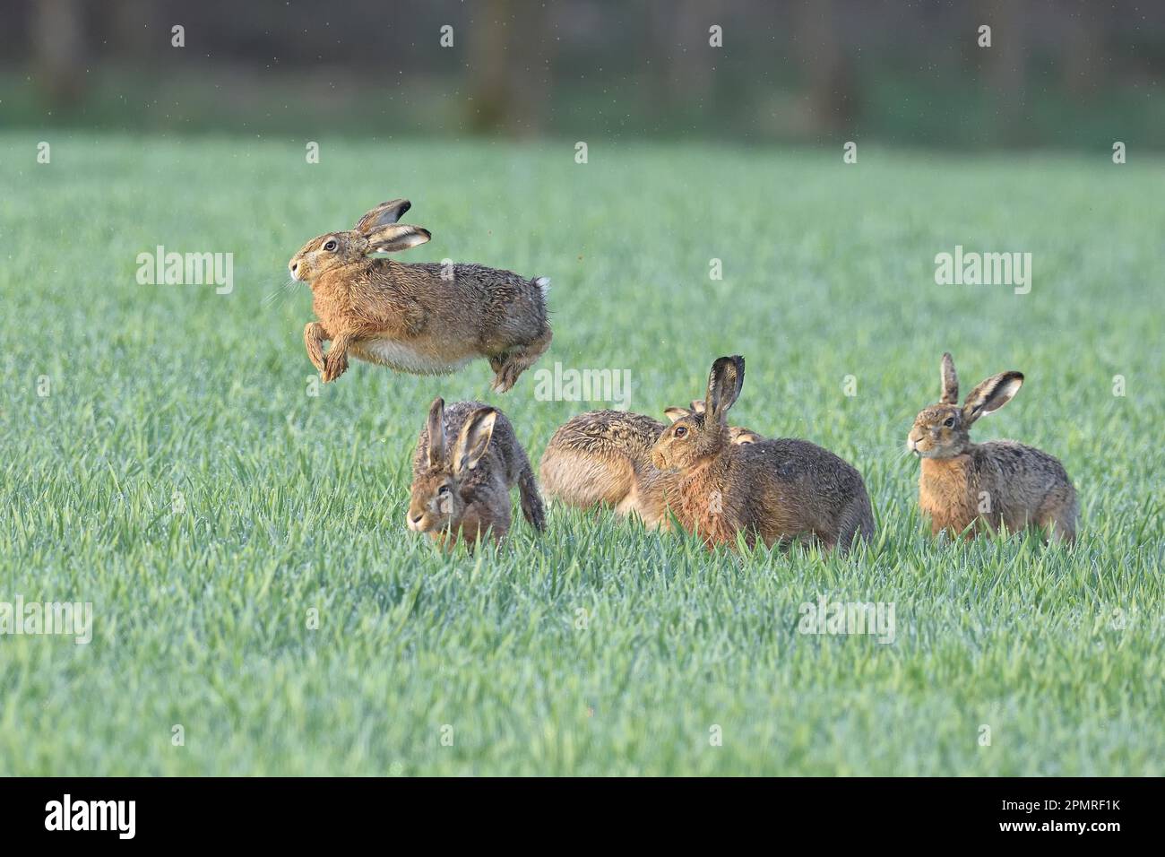 European Hare (Lepus europaeus Stock Photo - Alamy