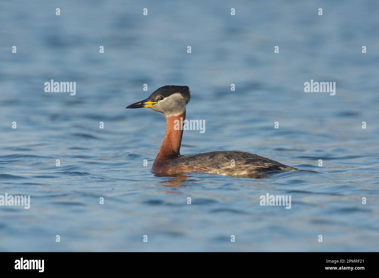 Red-necked grebe (Podiceps grisegena Stock Photo - Alamy