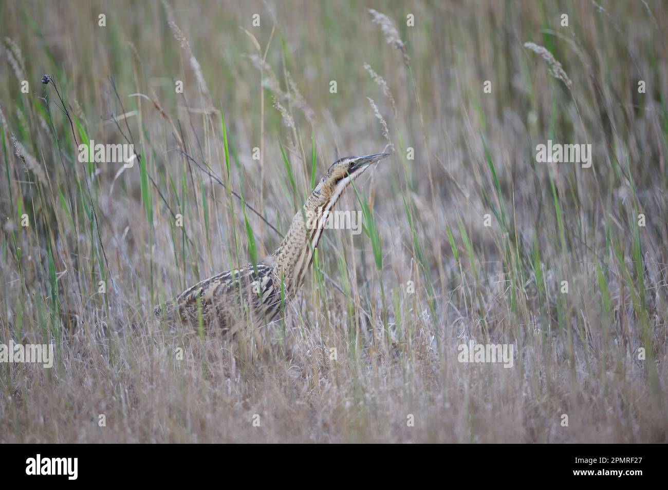 Eurasian bittern (Botaurus stellaris Stock Photo - Alamy