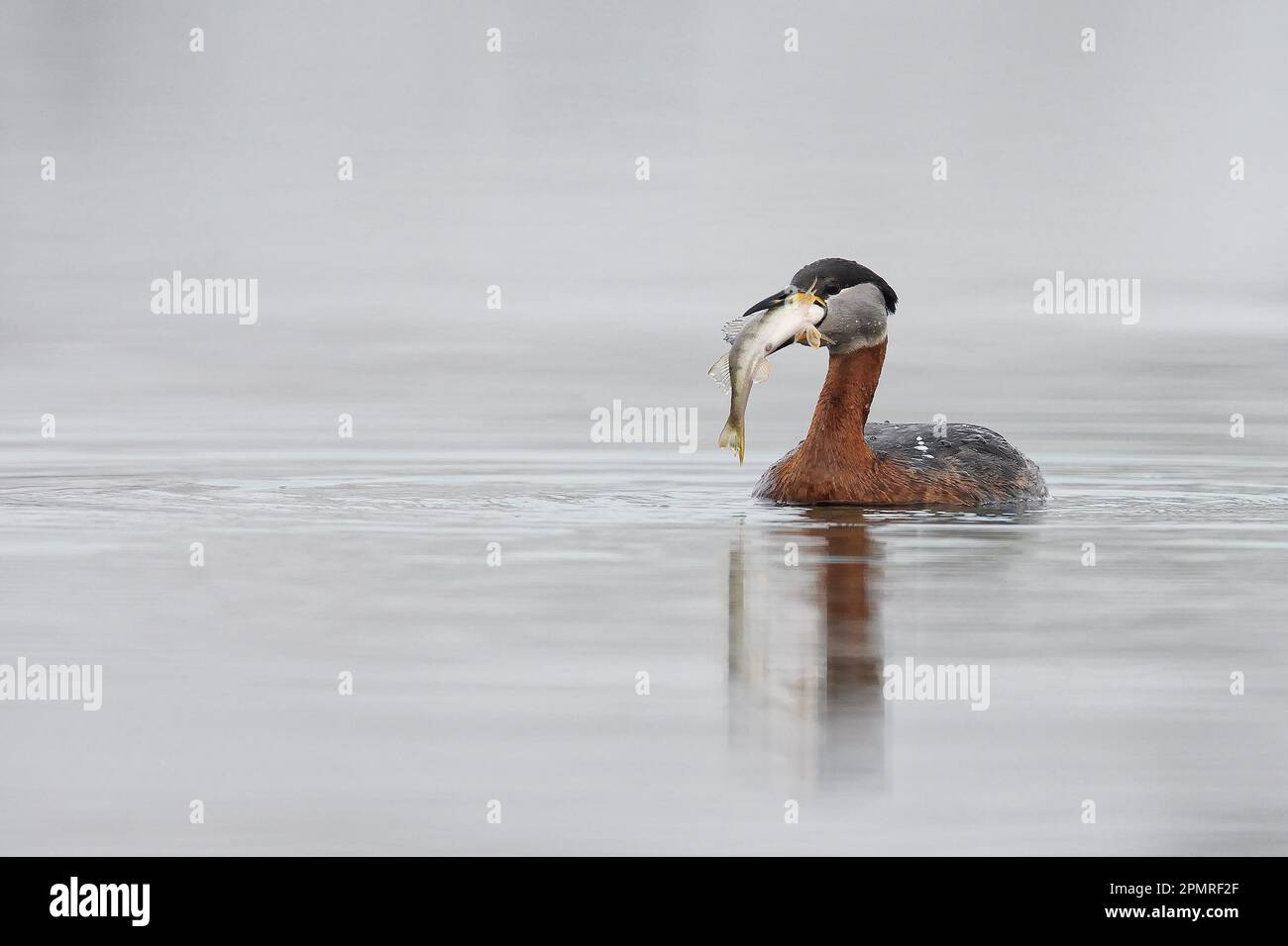 Red-necked grebe (Podiceps grisegena Stock Photo - Alamy