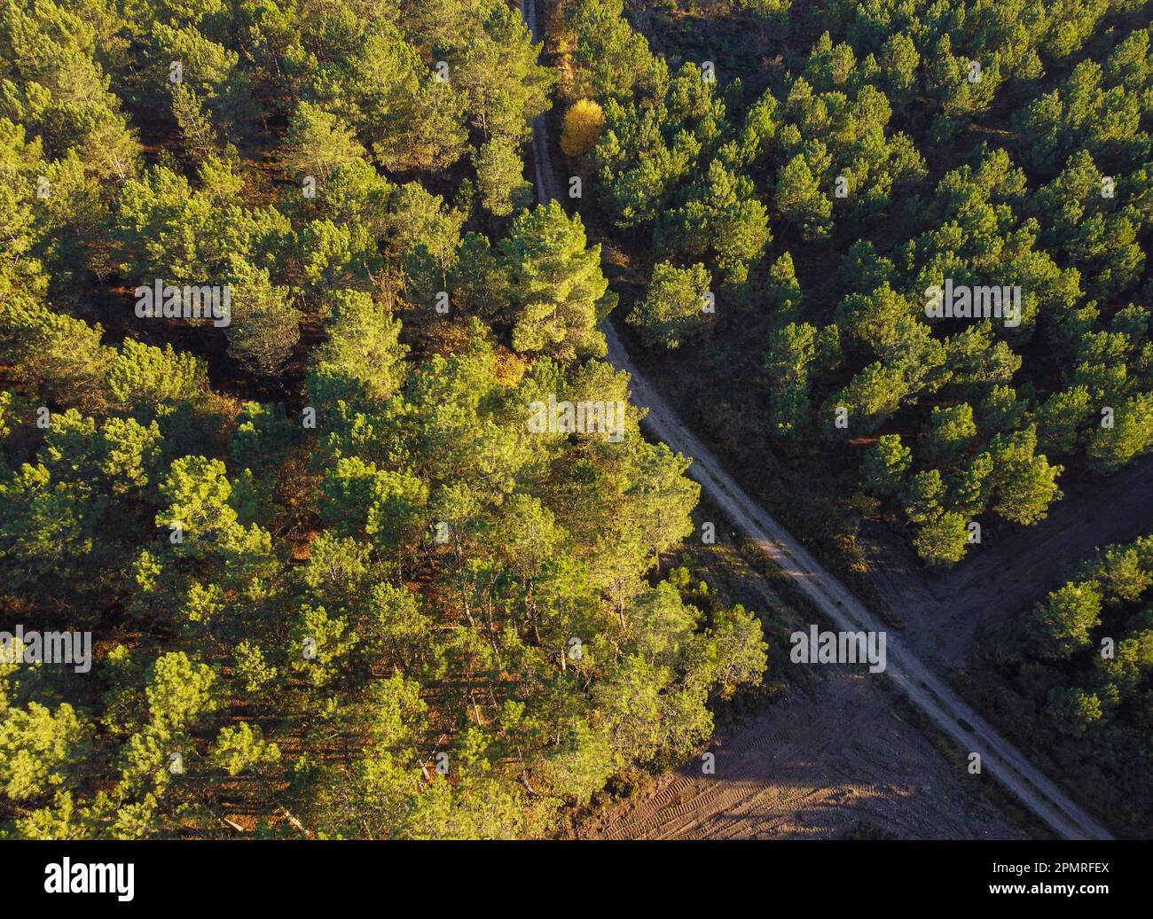 An aerial view of a winding road surrounded by lush evergreen trees Stock Photo - Alamy