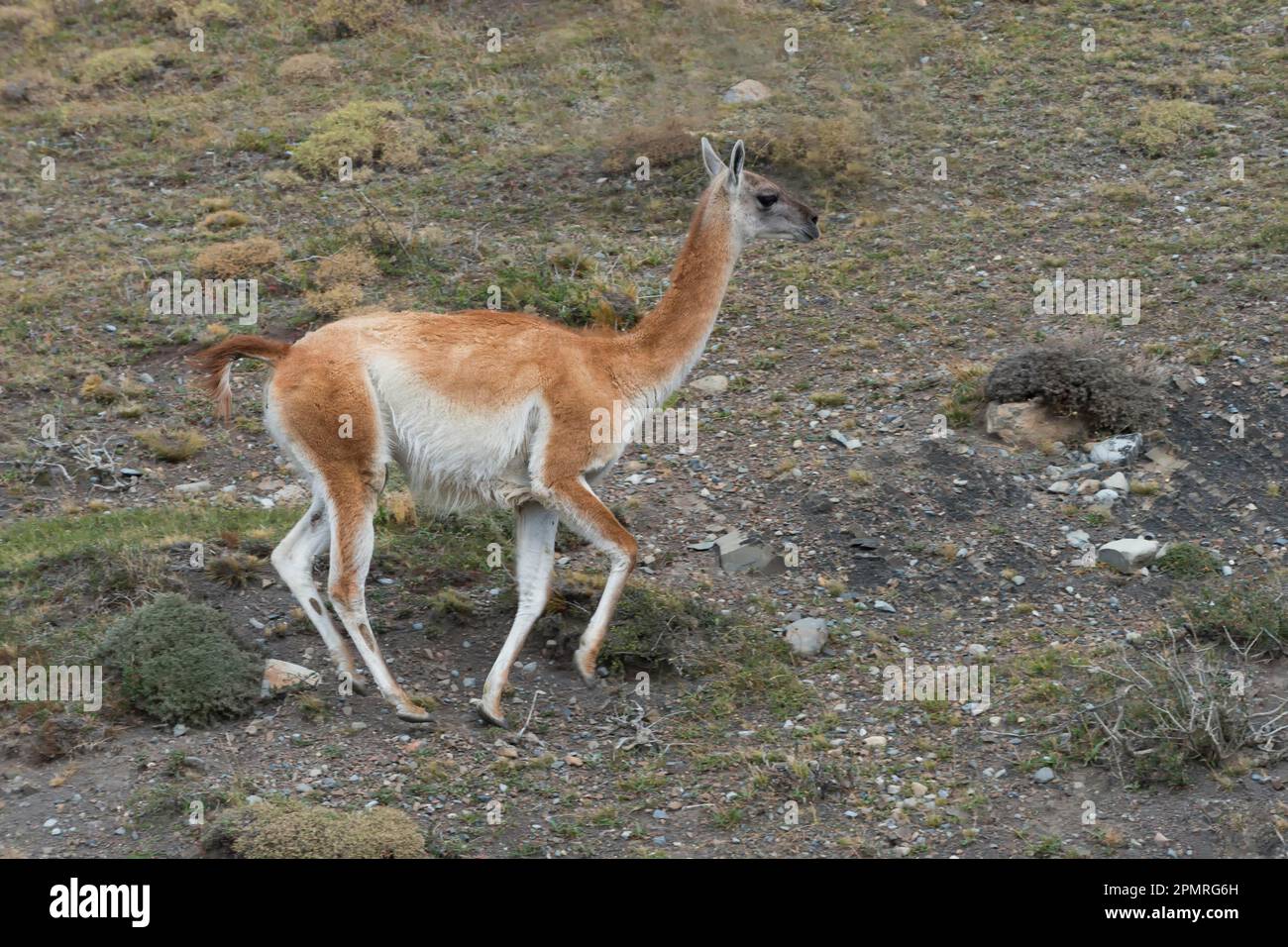 Guanaco llama guanicoe torres hi-res stock photography and images - Alamy