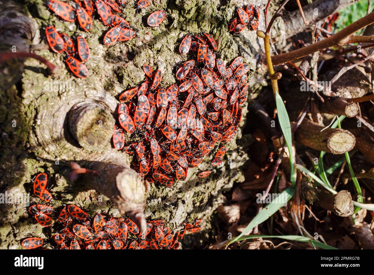 Group of beetles leaf hi-res stock photography and images - Alamy