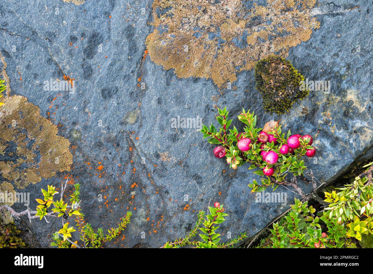 Lichens and berries on a rock, Torres del Paine National Park, Chilean ...