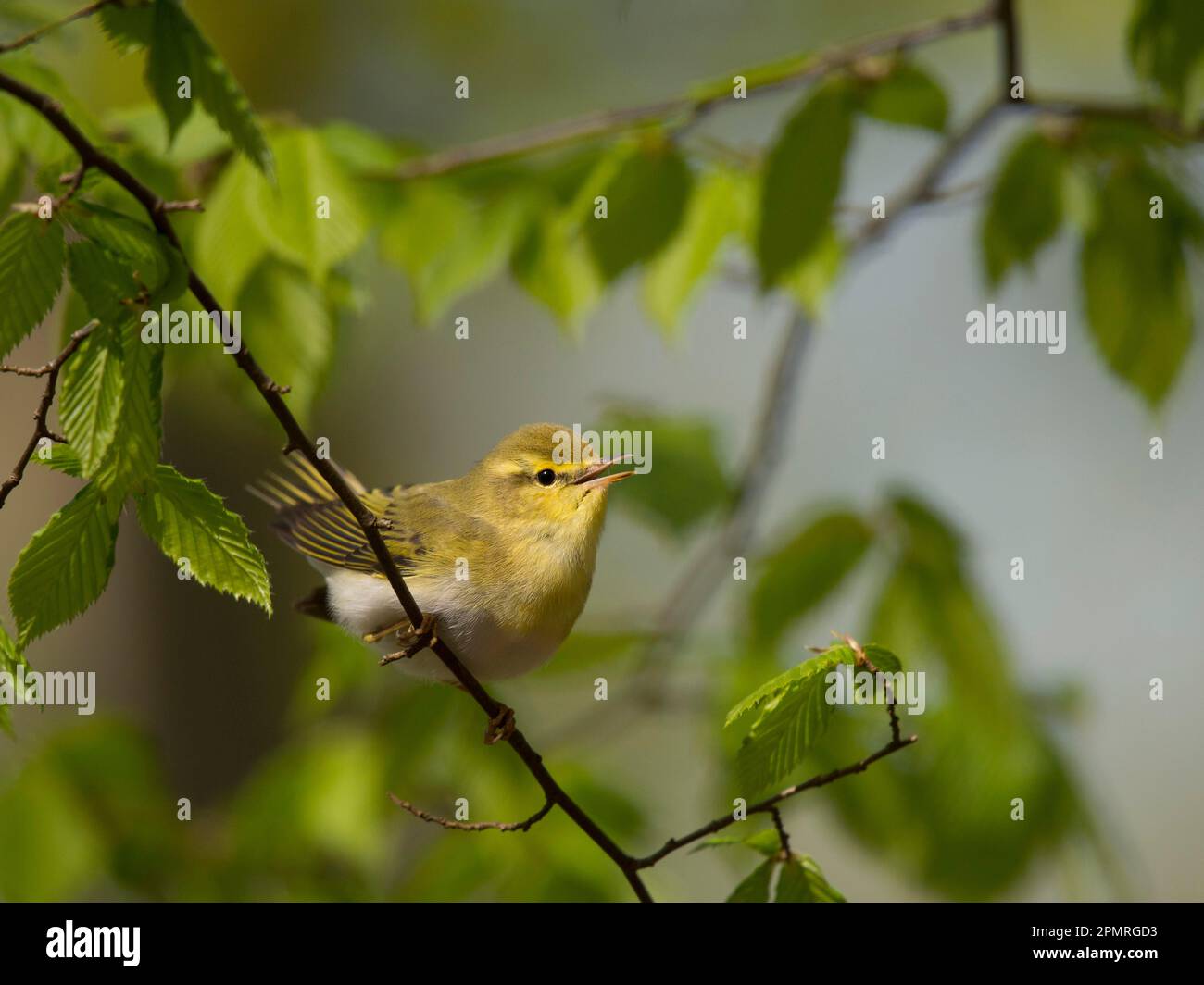 Wood warbler (Wood warblers Stock Photo - Alamy