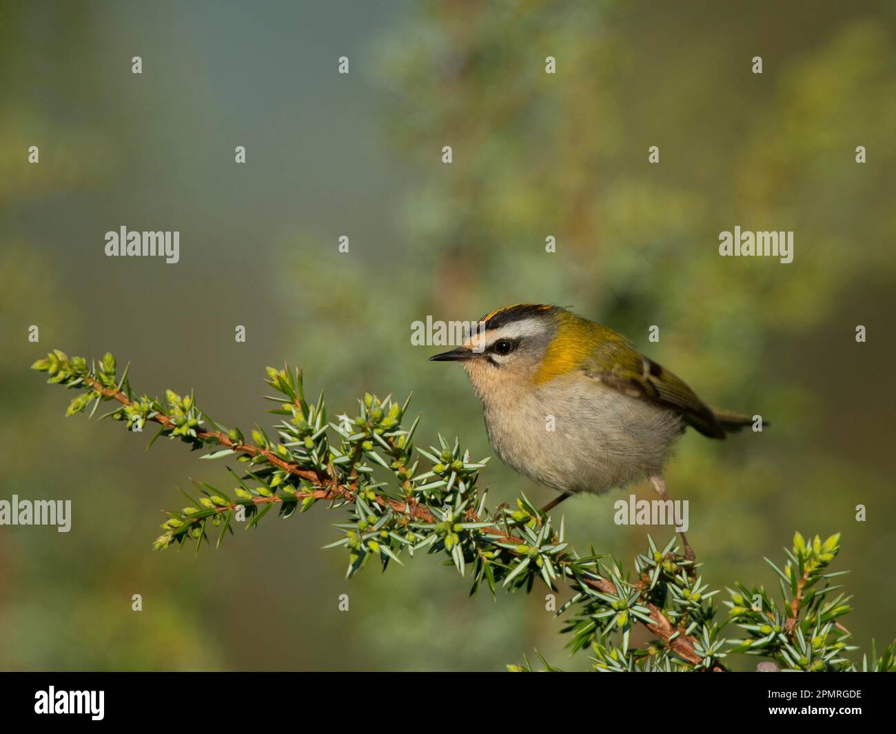 Common firecrest (Regulus ignicapilla Stock Photo - Alamy