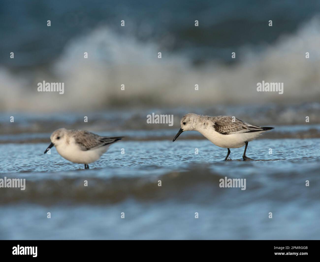 Two sanderlings hi-res stock photography and images - Alamy