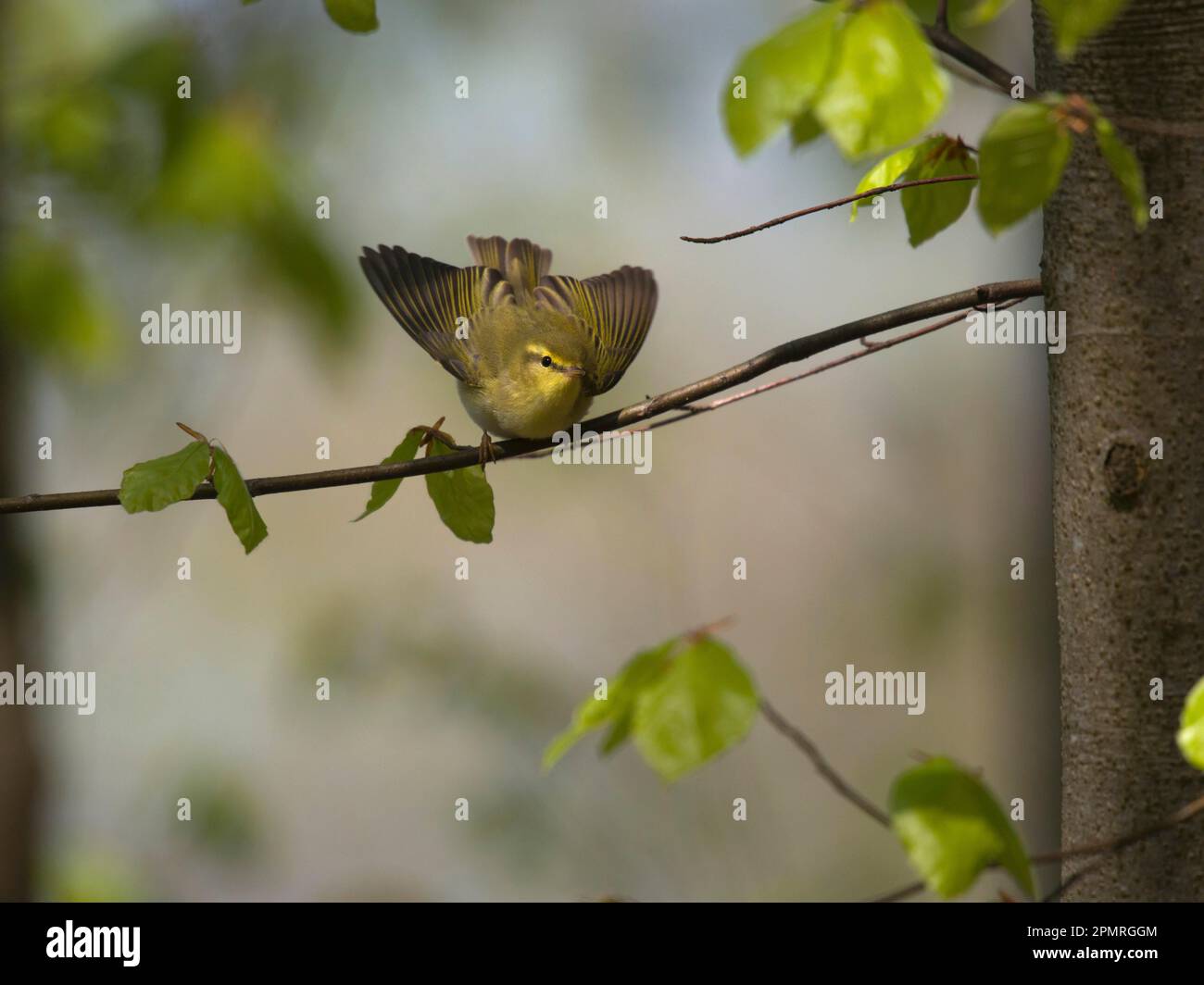 Wood warbler (Wood warblers Stock Photo - Alamy
