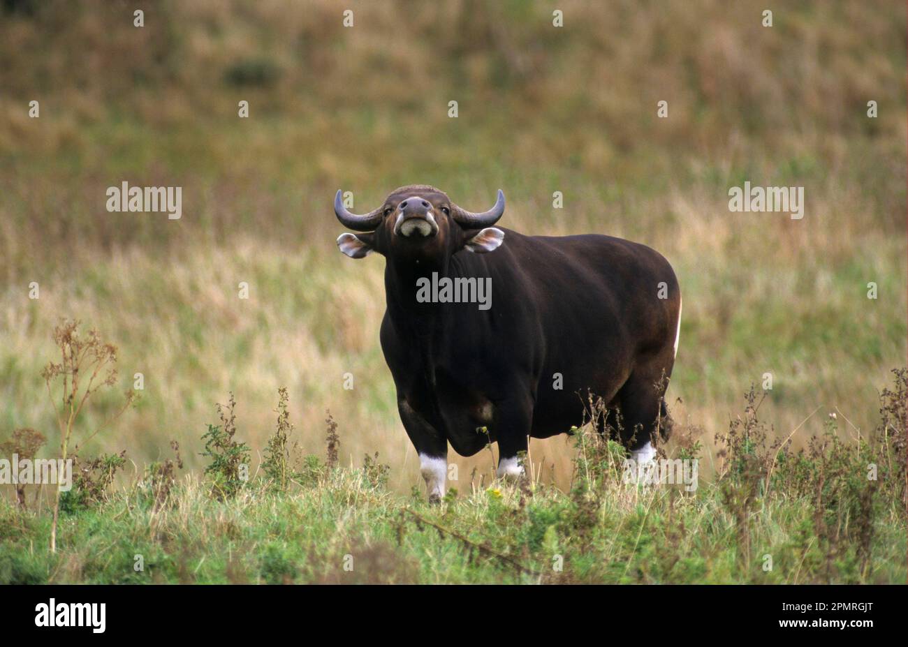 Tembadau (Bos javanicus) adult male, Port Lympne Wildlife Park, UK ...