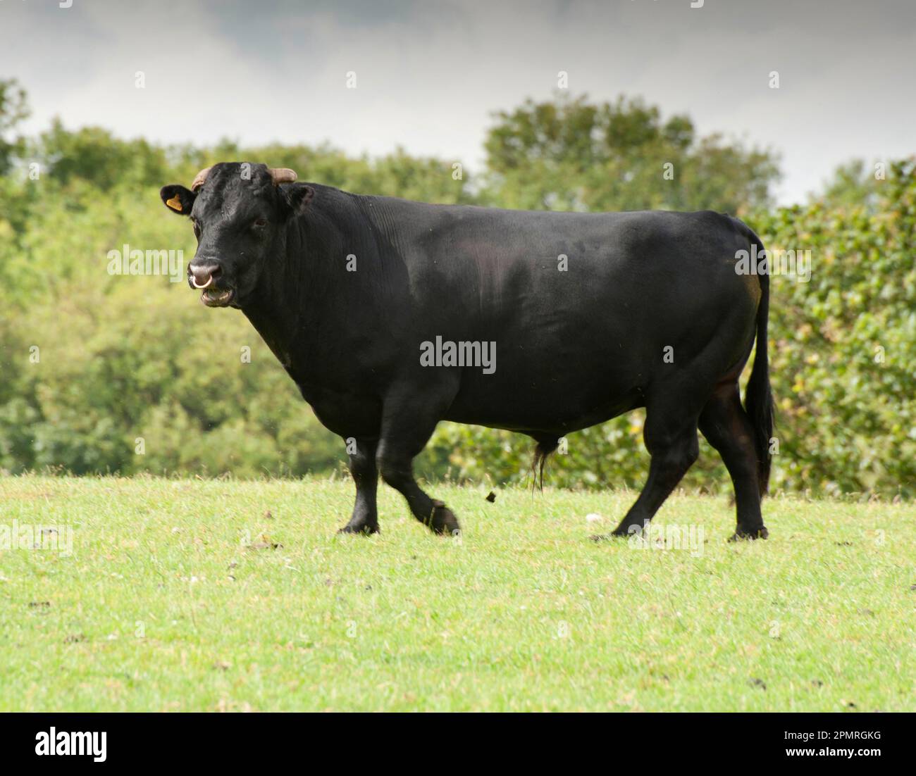 Breed dexter cattle hi-res stock photography and images - Alamy