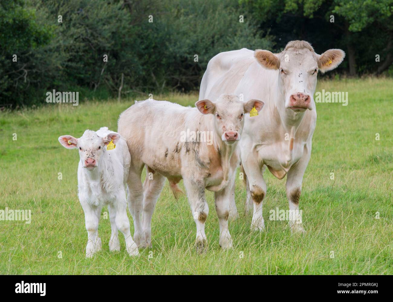 Charolais Cow And Calf