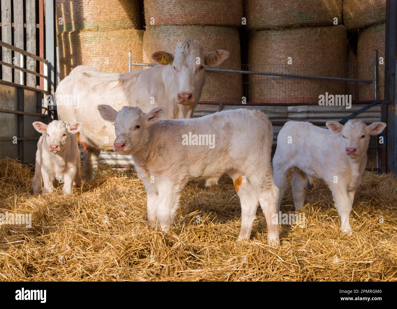 Malton north yorkshire england hi-res stock photography and images - Alamy