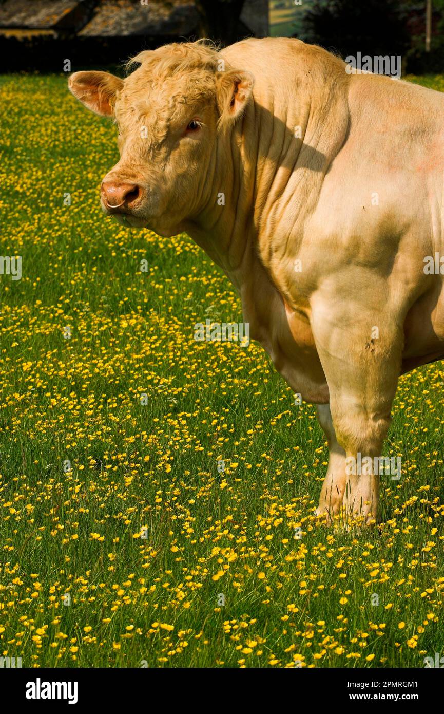British charolais bull hi-res stock photography and images - Alamy