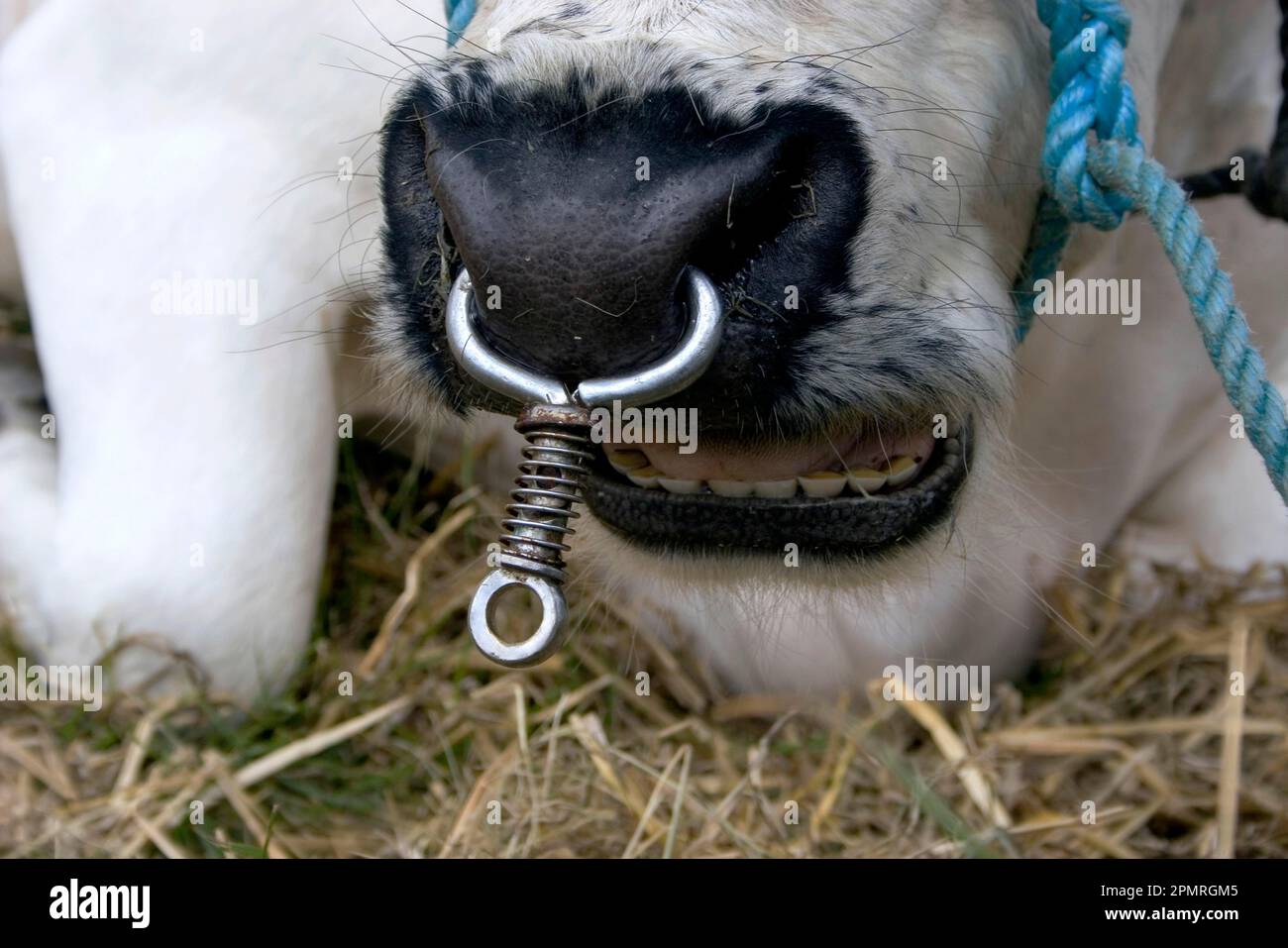 Domestic cattle, British white cattle, ring through the nose, rare ...