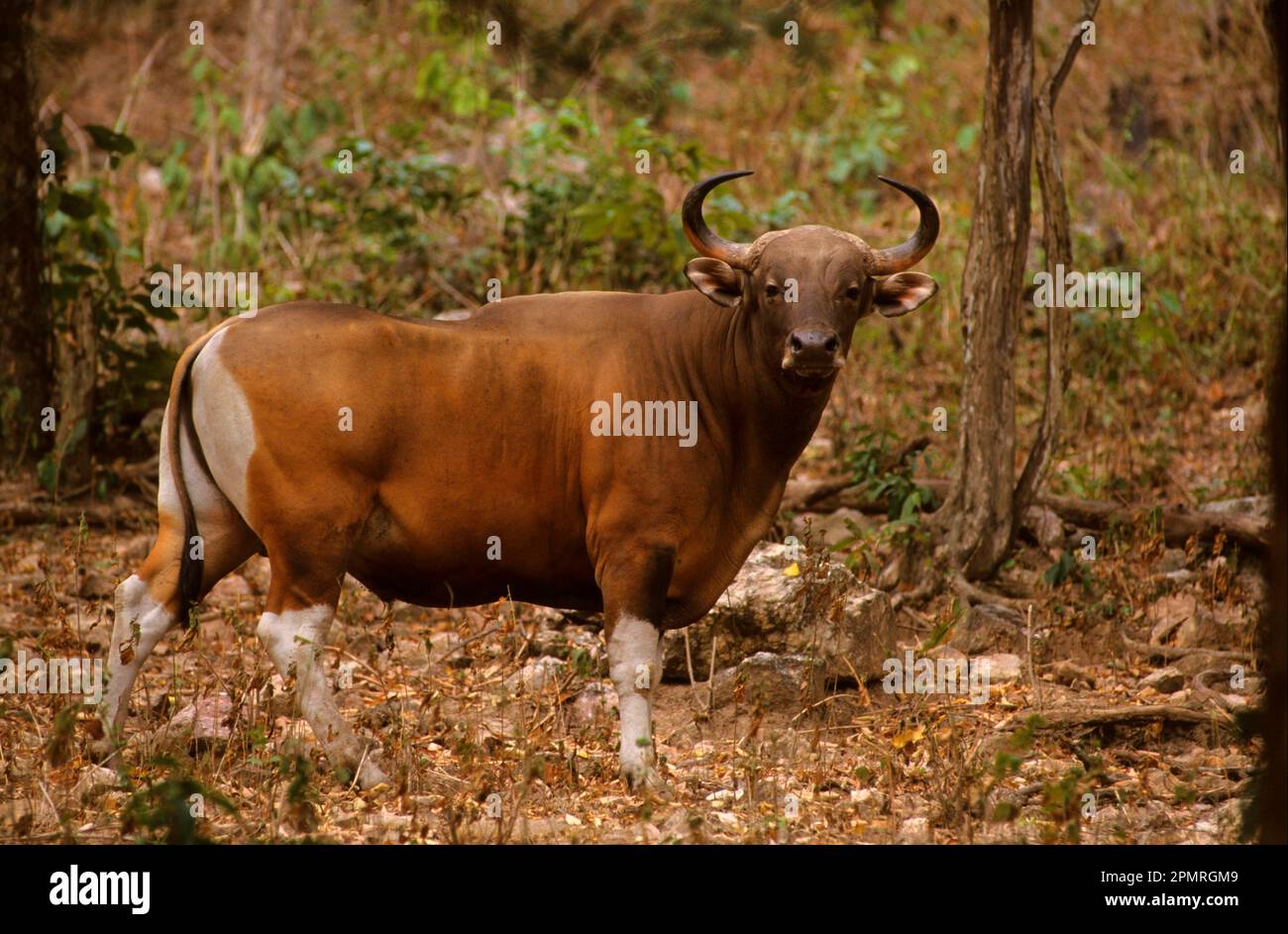 Tembadau (Bos javanicus) Male, SE Asia, captive Stock Photo - Alamy