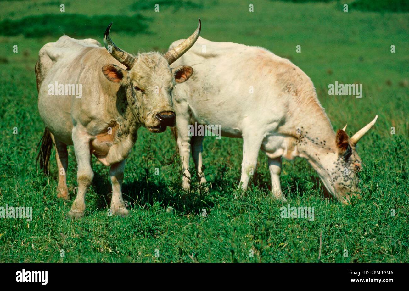 Domestic cattle, Chillingham cattle, bull and cow, grazing, Chillingham ...