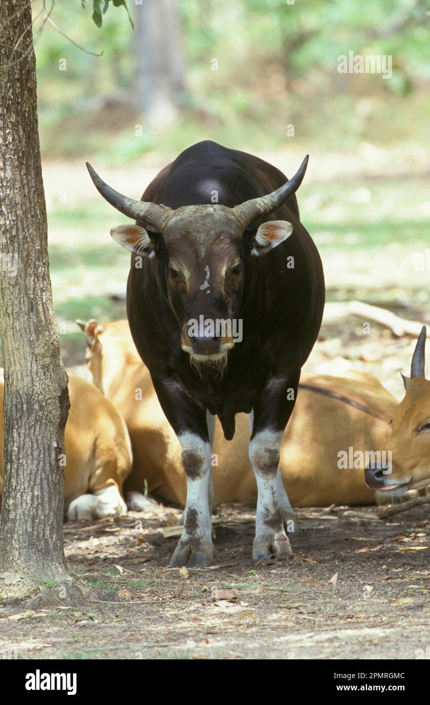 Indonesian cattle hi-res stock photography and images - Alamy